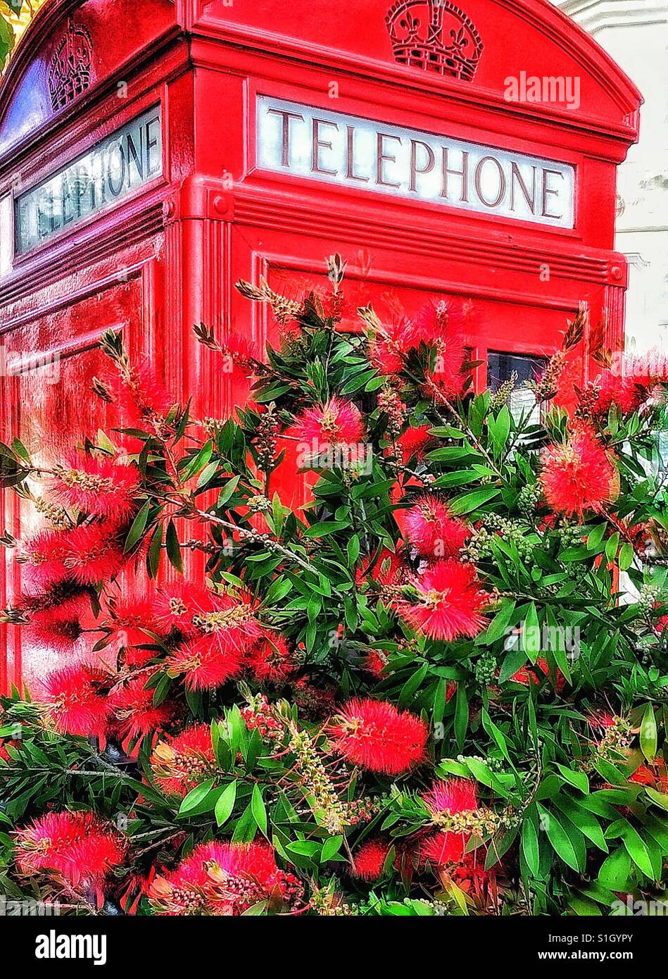 Telephone box and flowers Stock Photo - Alamy
