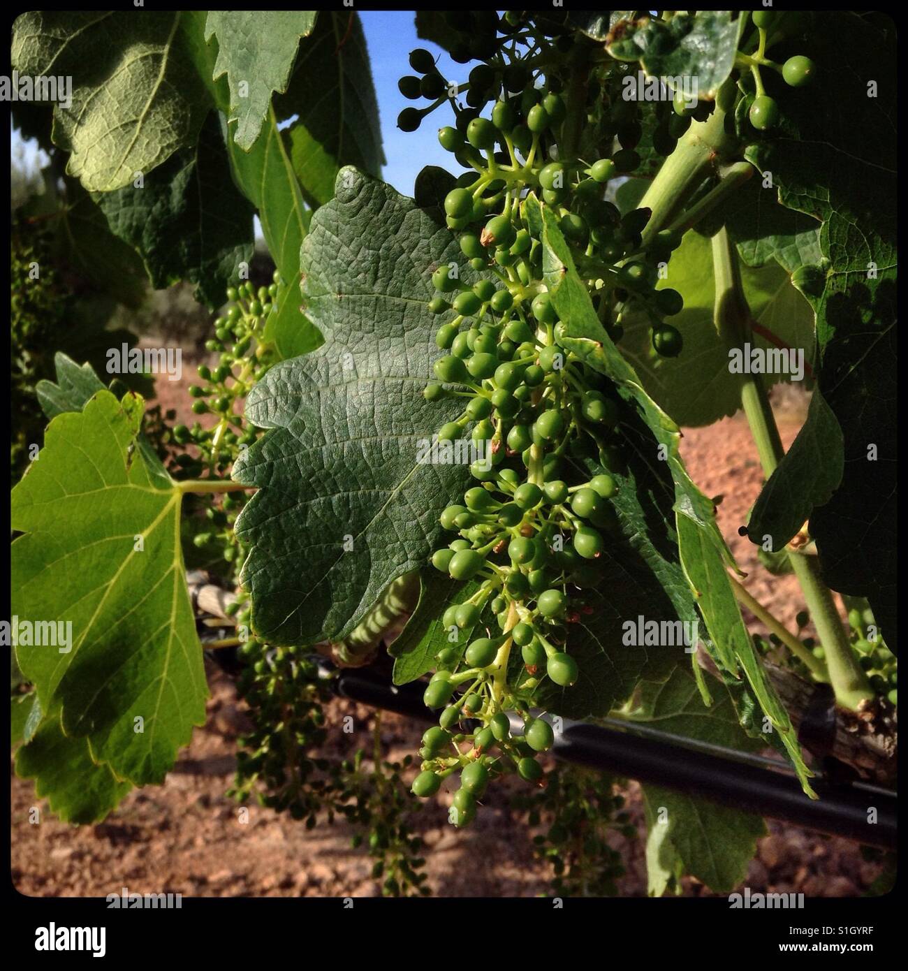 Vineyard spain drought hi-res stock photography and images - Alamy