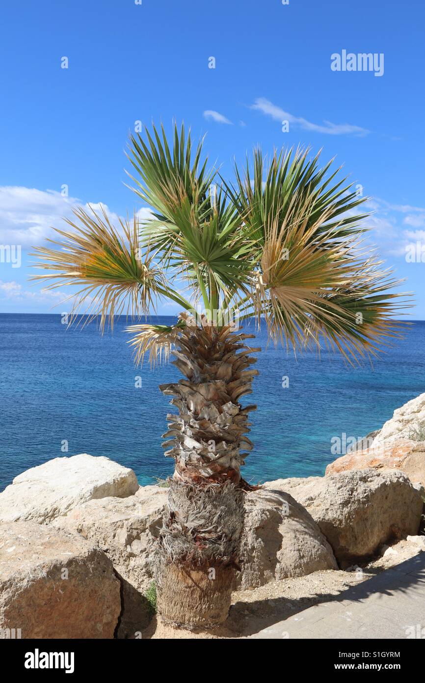 Lonely Palm Tree Stock Photo - Alamy