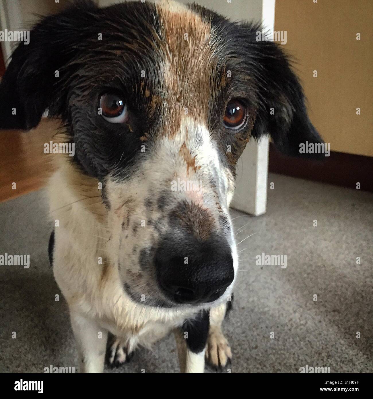 Guilty looking muddy collie dog Stock Photo - Alamy