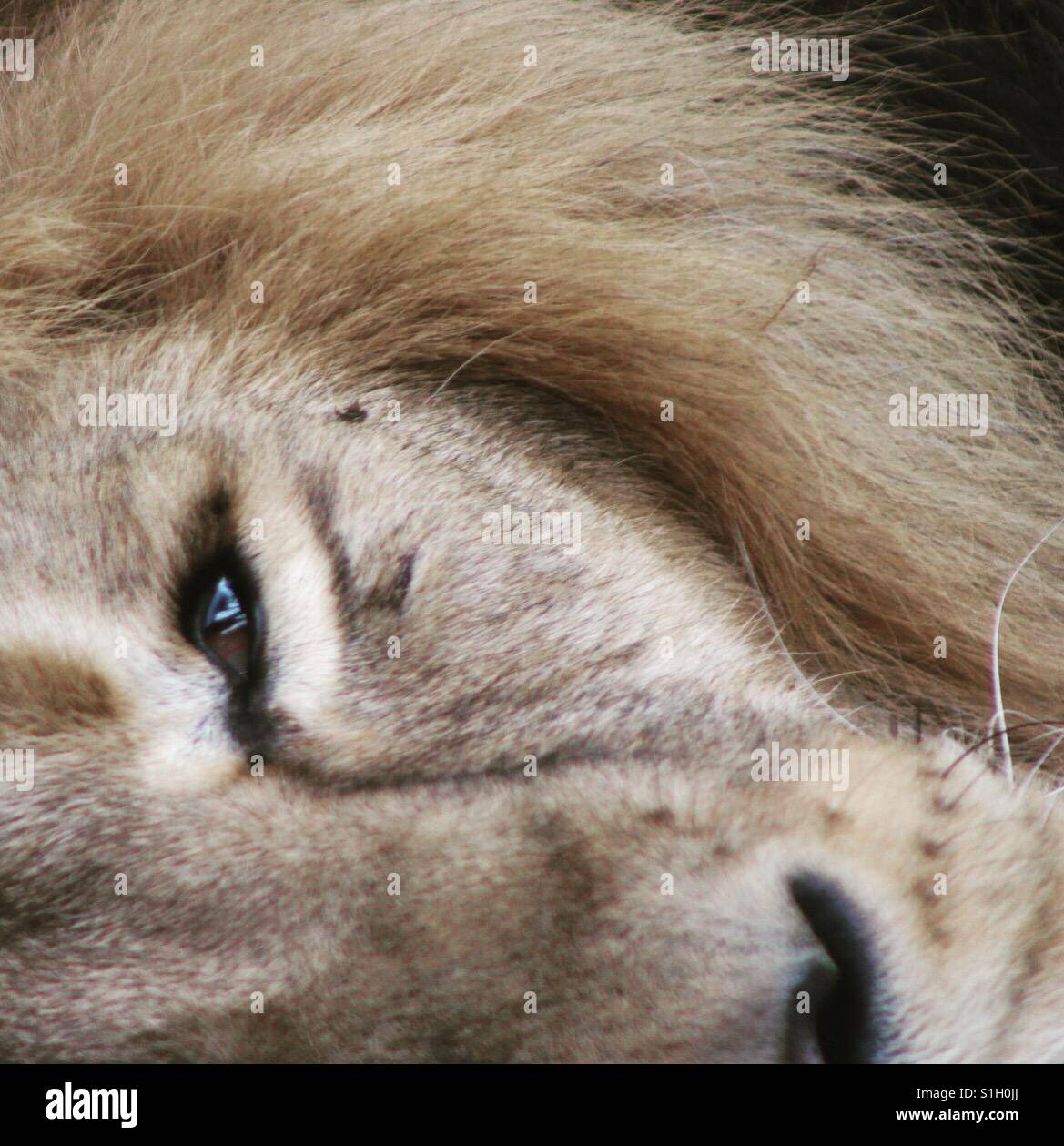 Lion eye close up hi-res stock photography and images - Alamy