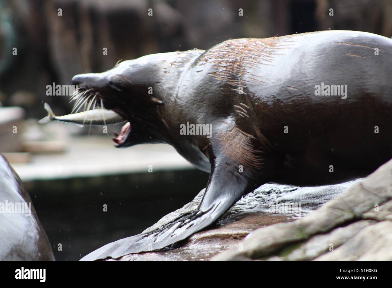 Seal Zoo Stock Photos & Seal Zoo Stock Images - Alamy