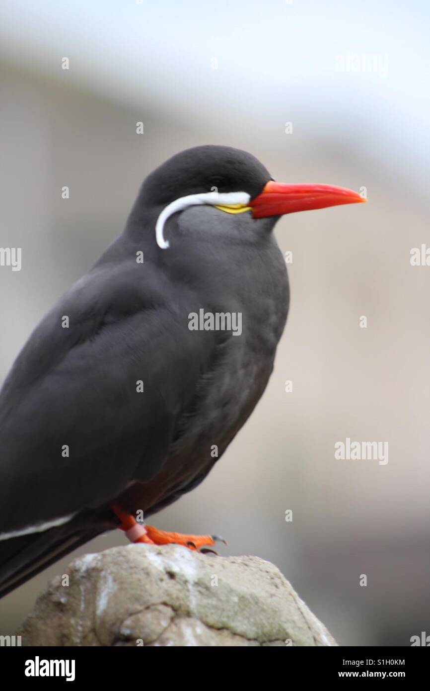 Inca Tern sitting on a rock Stock Photo - Alamy