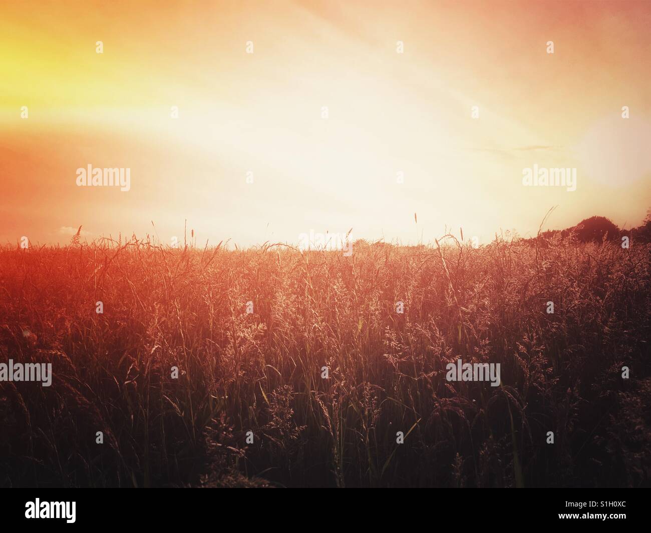 Long Grass Field Sunset High Resolution Stock Photography and Images ...