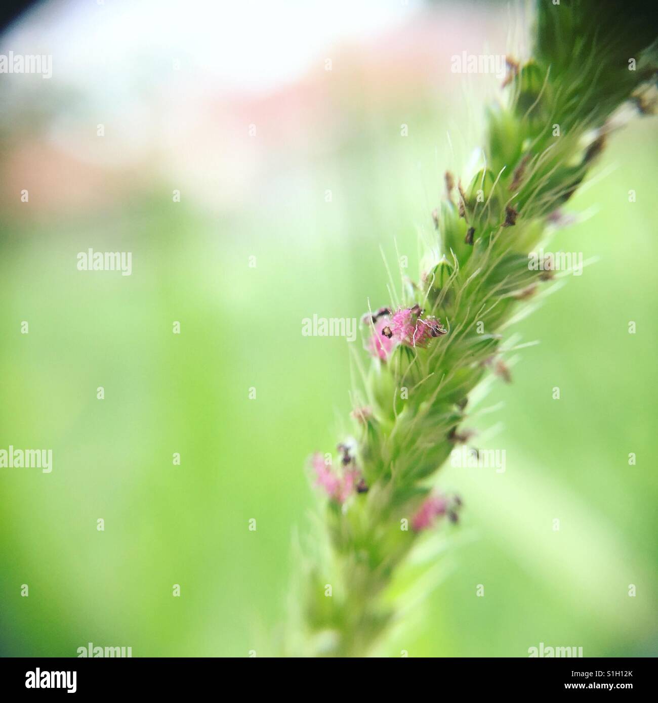 Pink flowers and green grass hi-res stock photography and images - Alamy