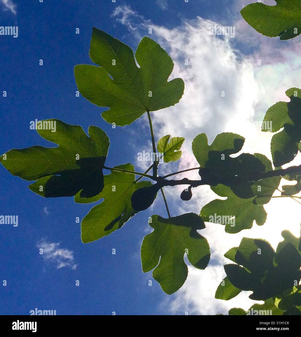 First fig on a fig tree Stock Photo - Alamy