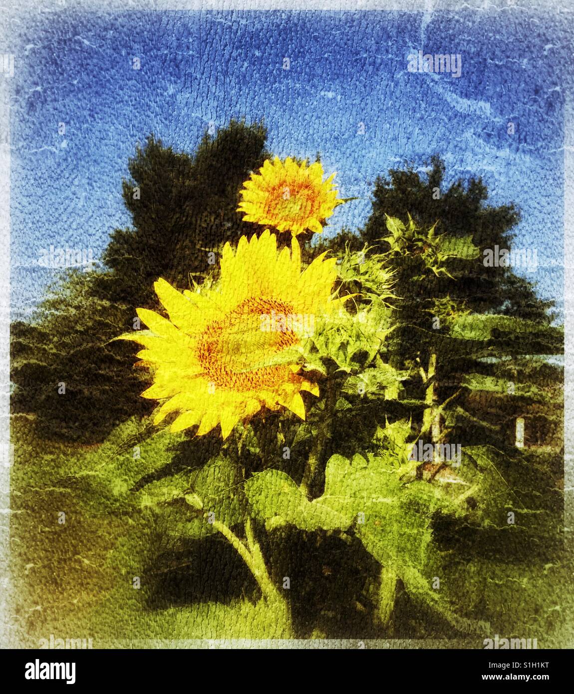 Sunflower using grunge film Stock Photo - Alamy
