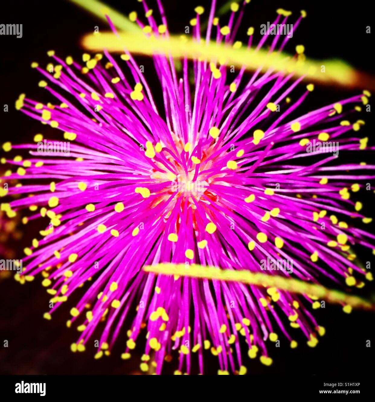 Fluorescent flower hi-res stock photography and images - Alamy