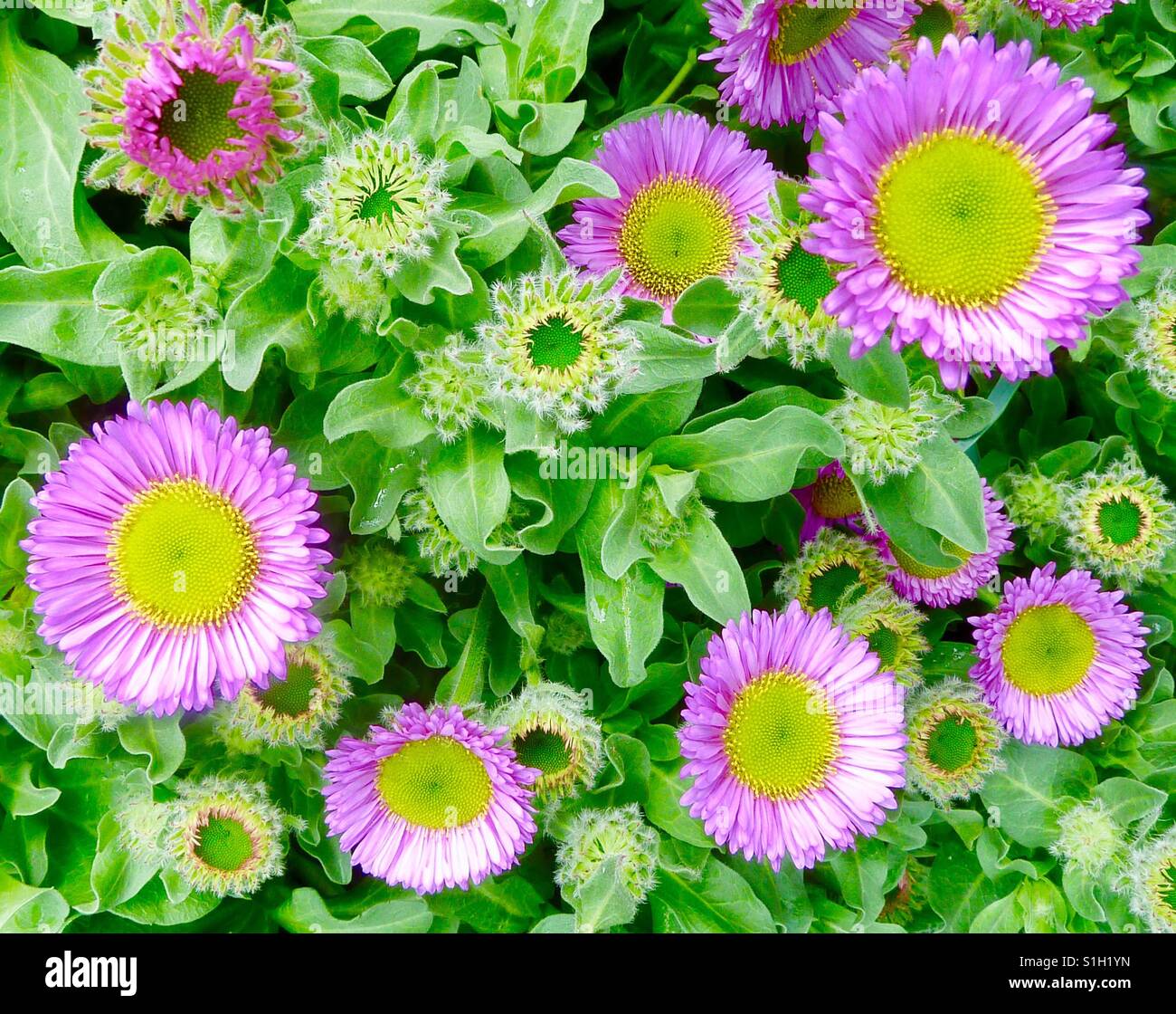 Erigeron flowers hi-res stock photography and images - Alamy
