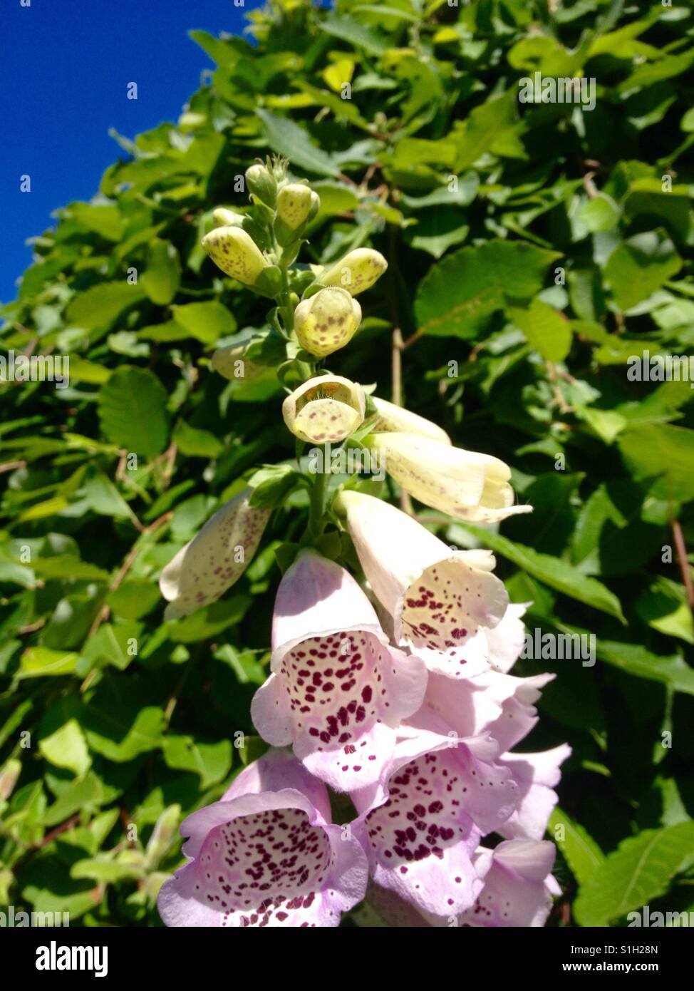 Blue Foxglove High Resolution Stock Photography and Images - Alamy