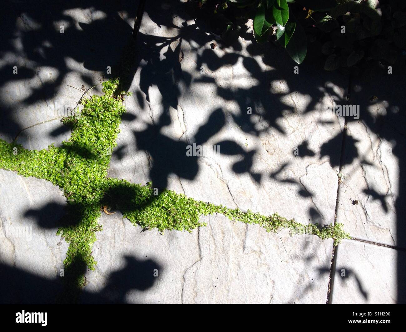 Green weed growing from garden path joins, dappled by tree leaf shadows ...