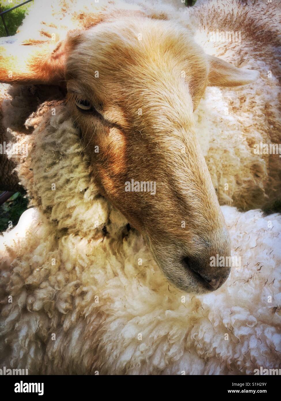 Sheep face hi-res stock photography and images - Alamy