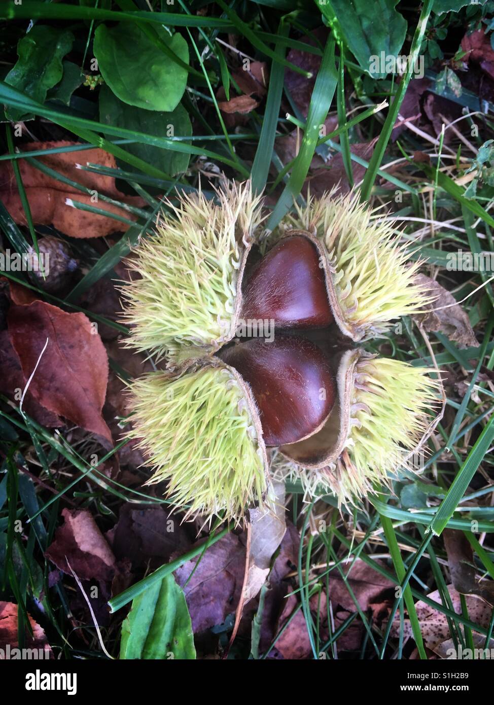 Chestnut in pod hi-res stock photography and images - Alamy