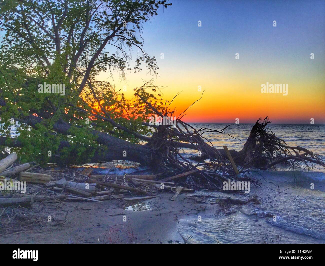 Fallen tree on beach Stock Photo - Alamy