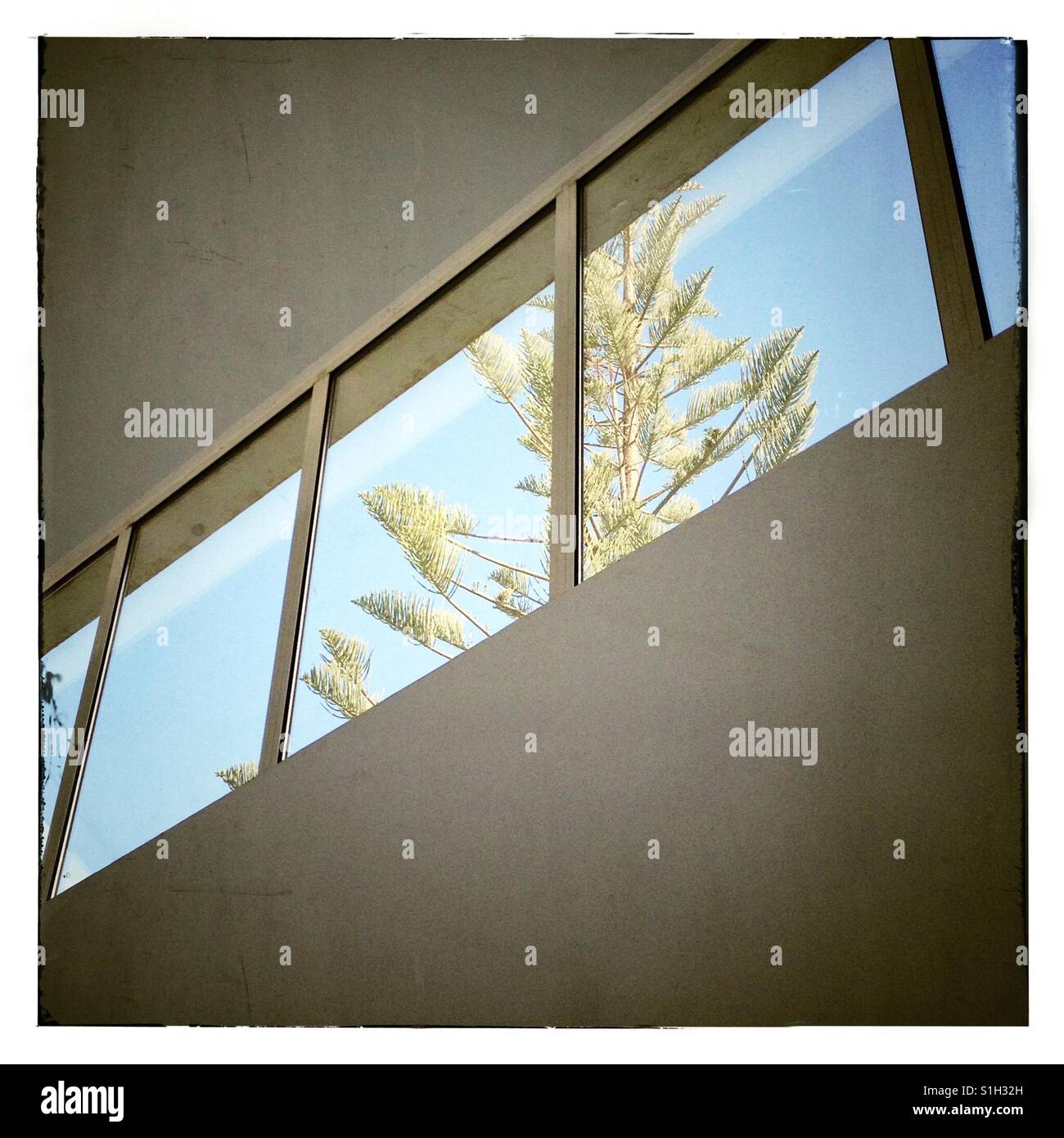 Tree view from a window Stock Photo - Alamy