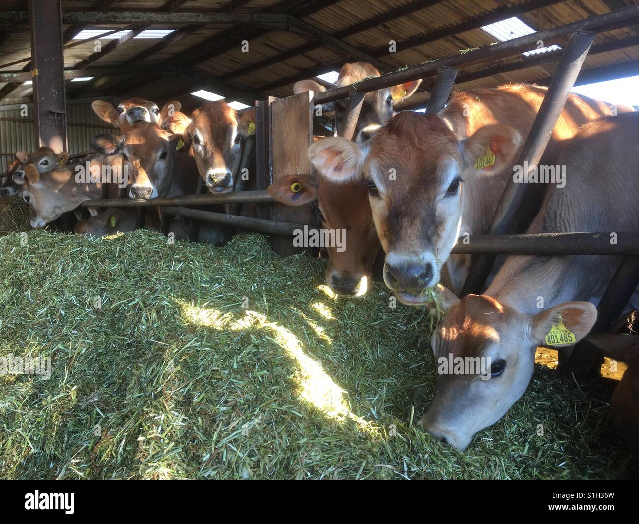 Dairy cow eating grass hi-res stock photography and images - Alamy