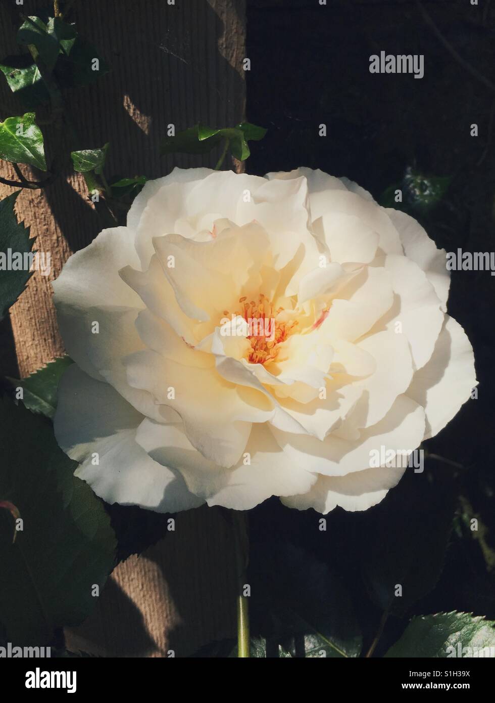 Perfect rose hi-res stock photography and images - Alamy