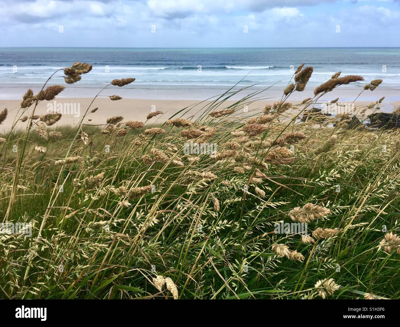 Surf Grasses High Resolution Stock Photography and Images - Alamy