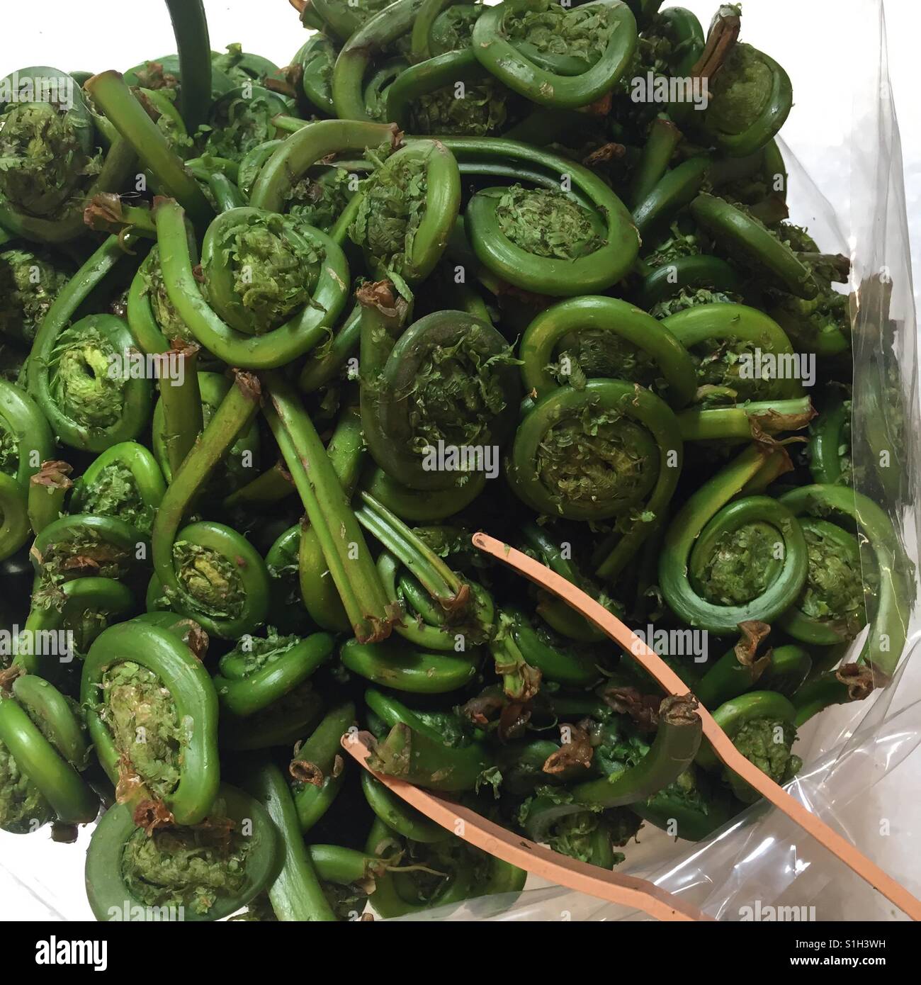 Fiddleheads hi-res stock photography and images - Alamy