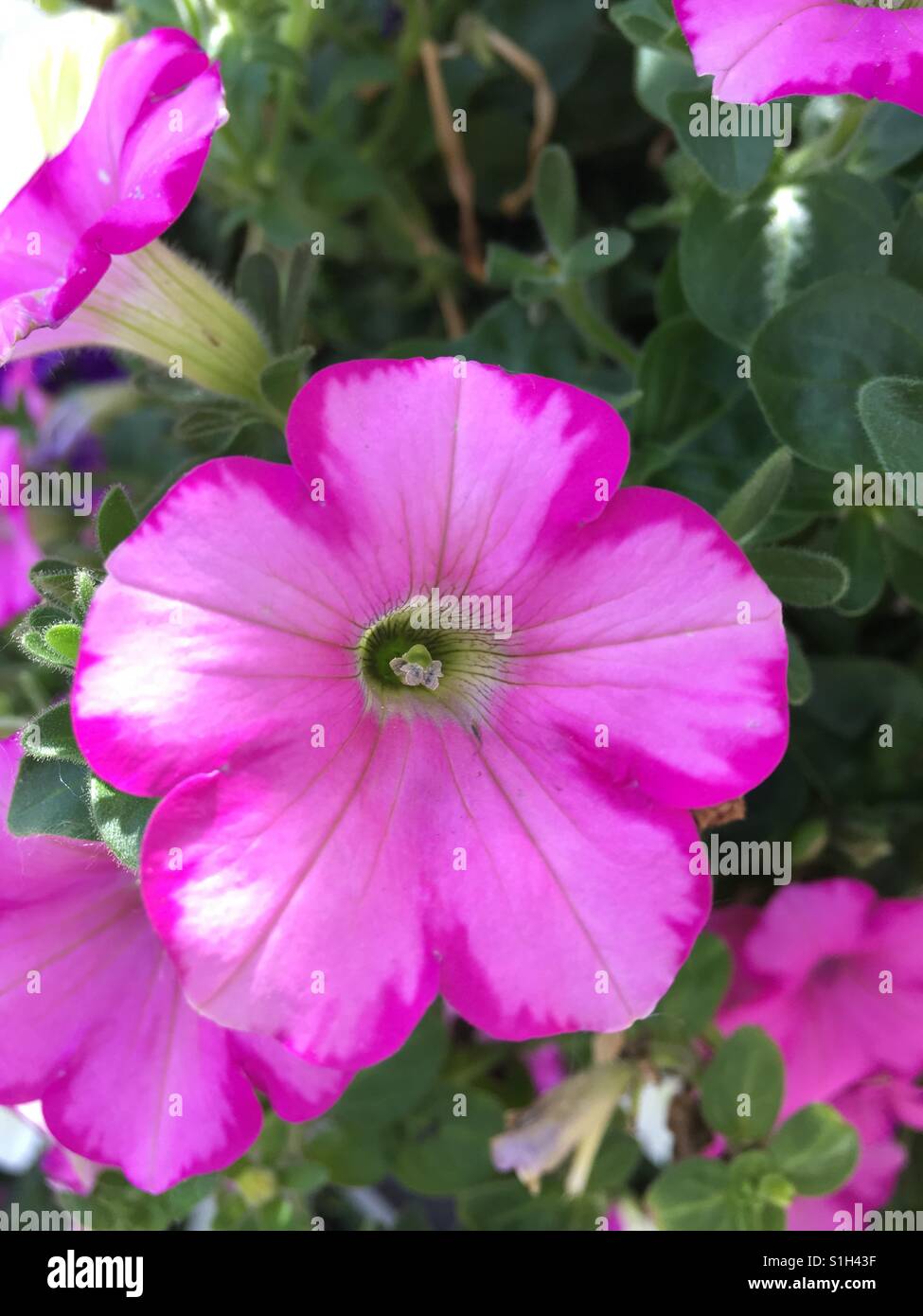 Beautiful pink flower Stock Photo - Alamy