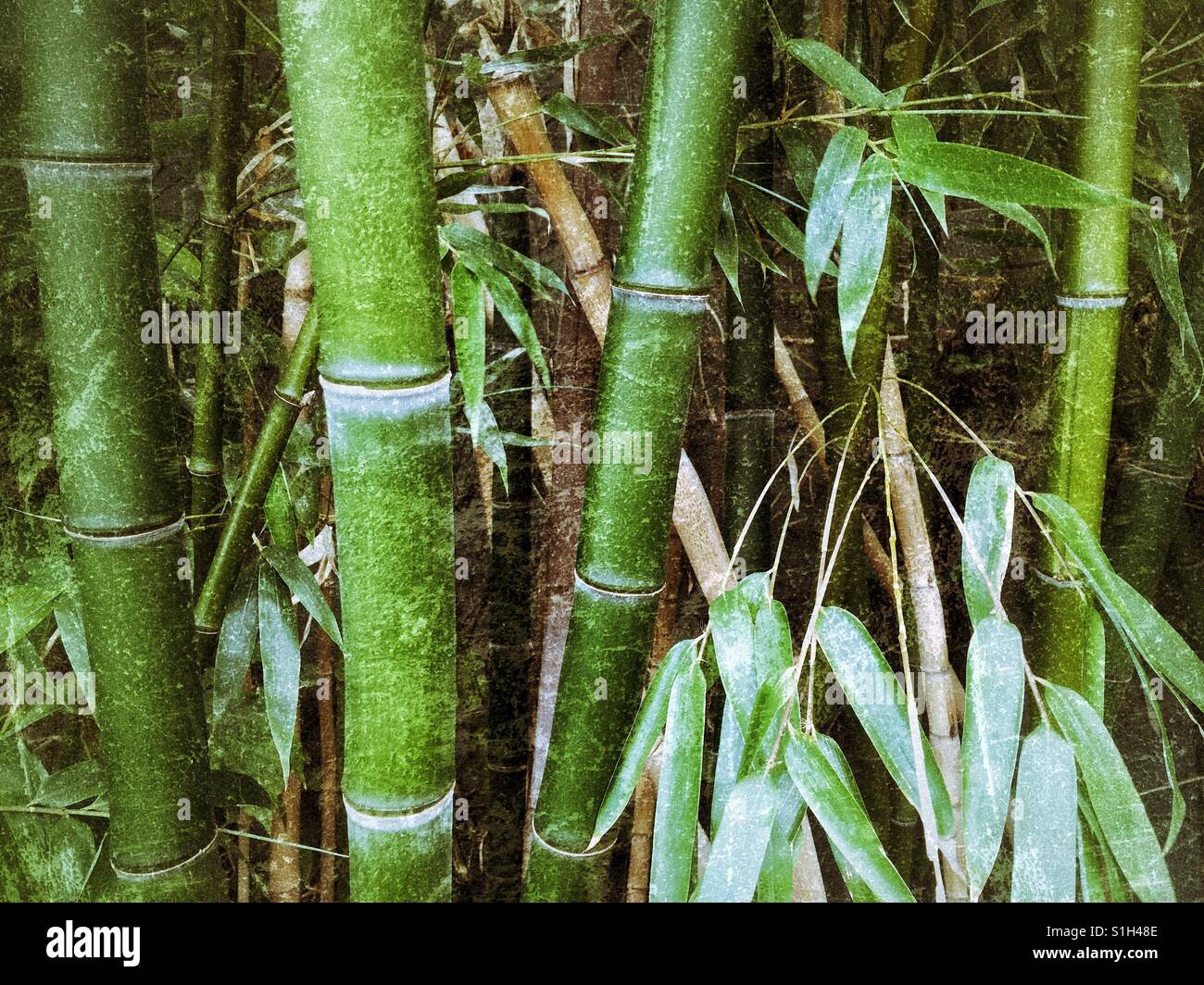 Bamboo grass hi-res stock photography and images - Alamy
