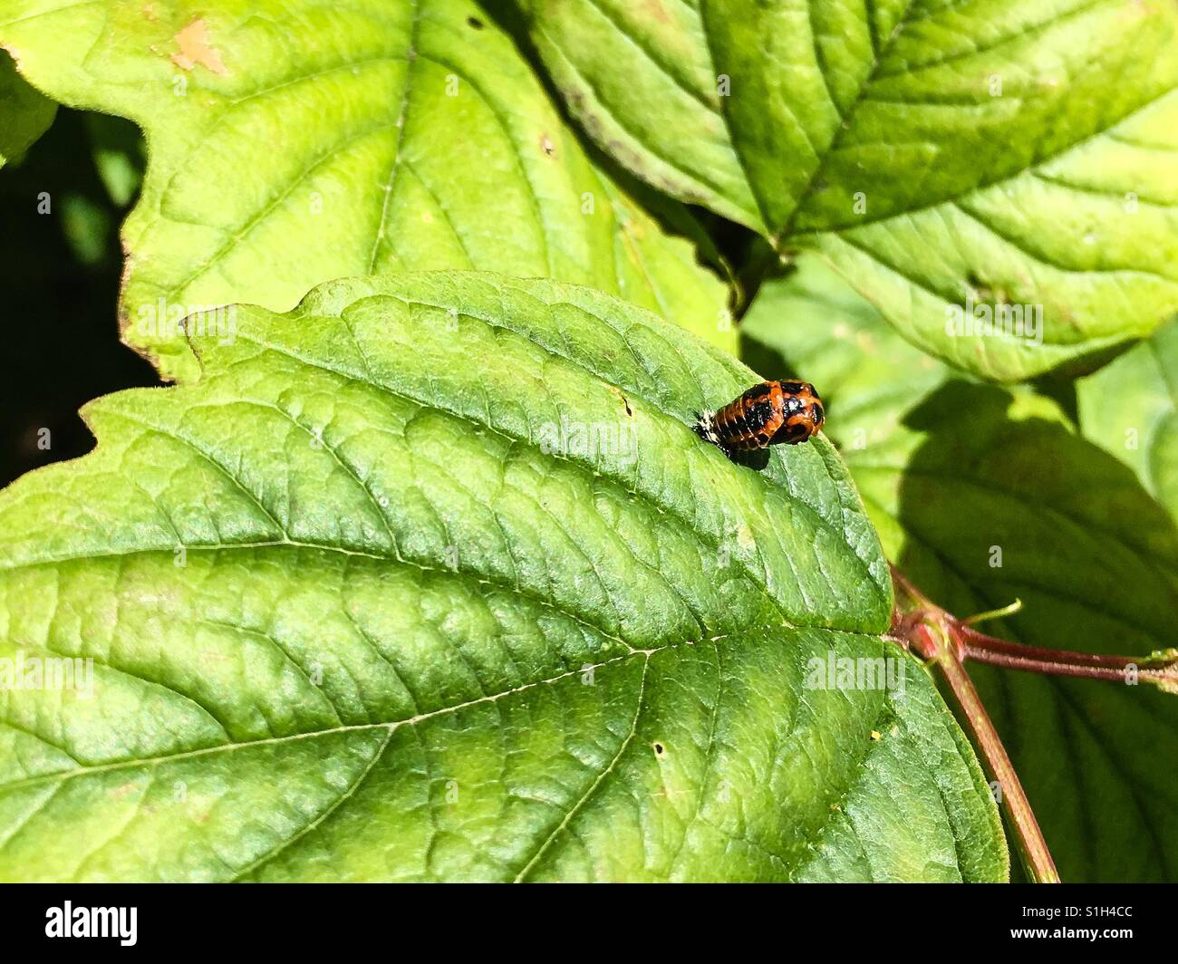 Ladybird beetle emerging from the pupa stage Stock Photo - Alamy
