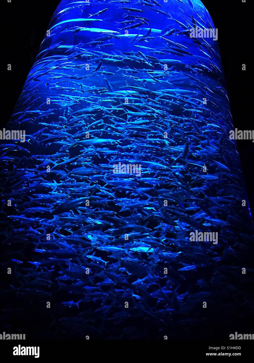 The fish in glass tube Stock Photo - Alamy
