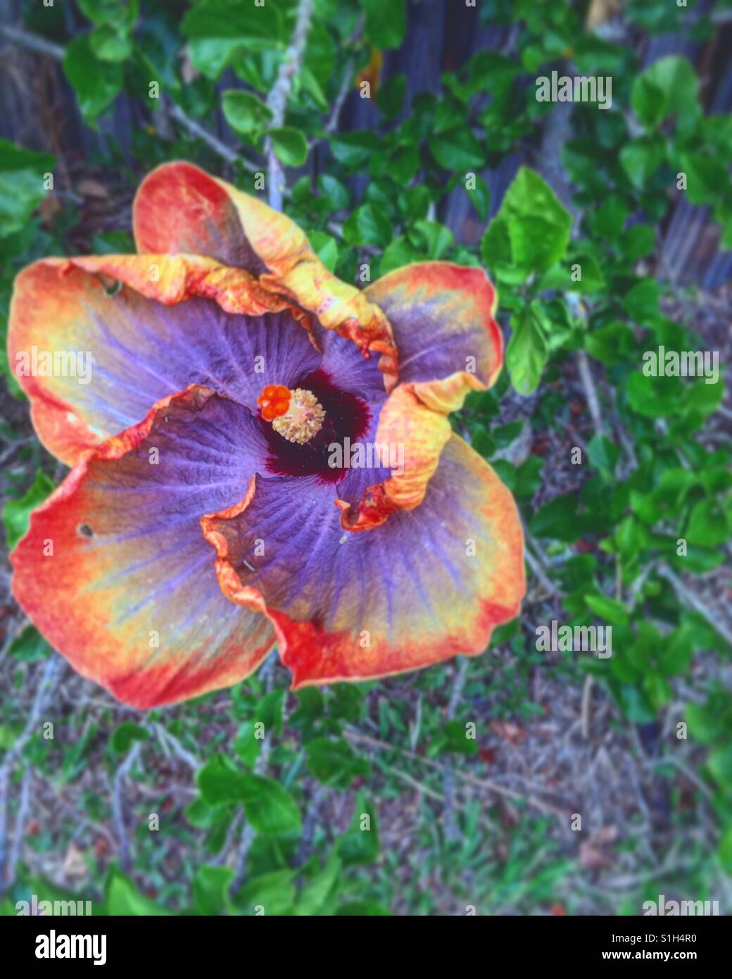A rainbow colored hibiscus flower Stock Photo - Alamy