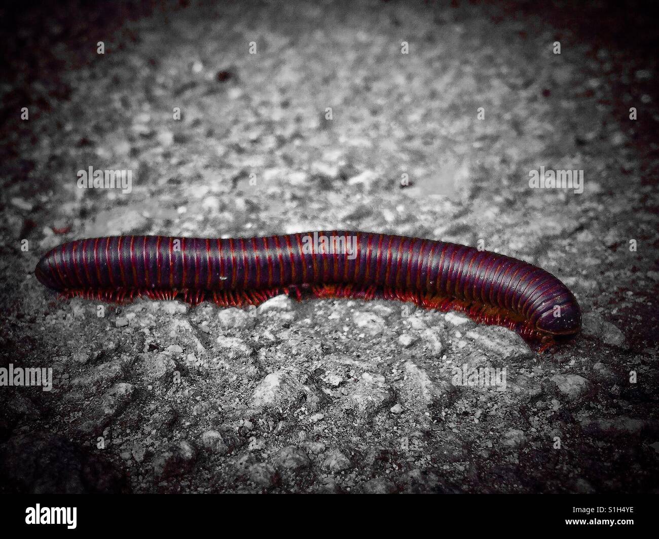 Millipede worm hi-res stock photography and images - Alamy