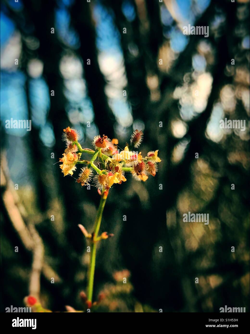 Plant life plants hi-res stock photography and images - Alamy