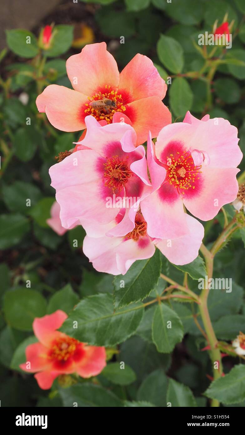Tea roses hi-res stock photography and images - Alamy