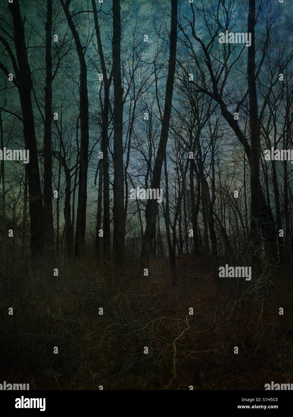 Dark woods hi-res stock photography and images - Alamy