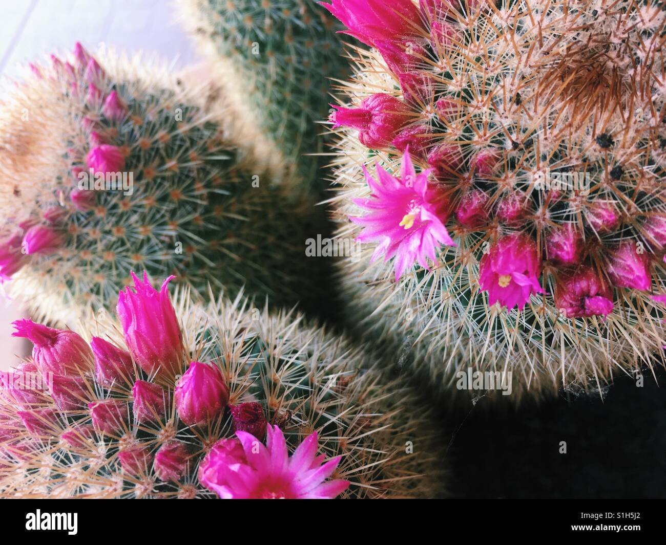 Green cactus flower hi-res stock photography and images - Alamy