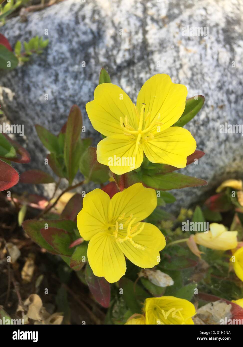 Yellow Spring Flower Blooming Outsides Stock Photo - Alamy