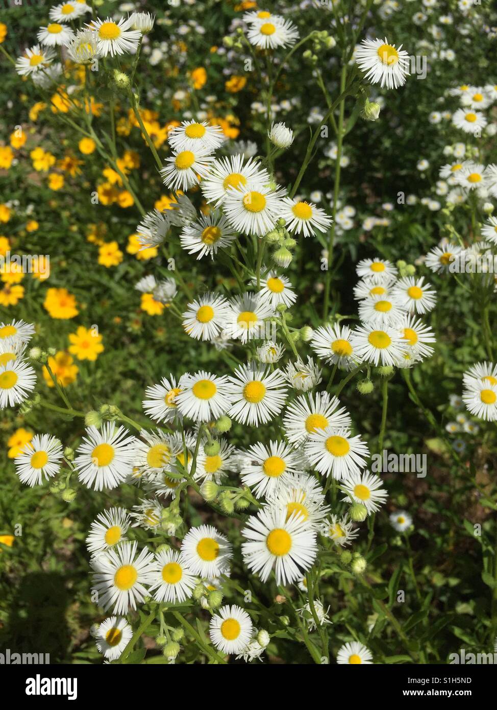 Daisy Fleabane Blooming Outsides Stock Photo - Alamy