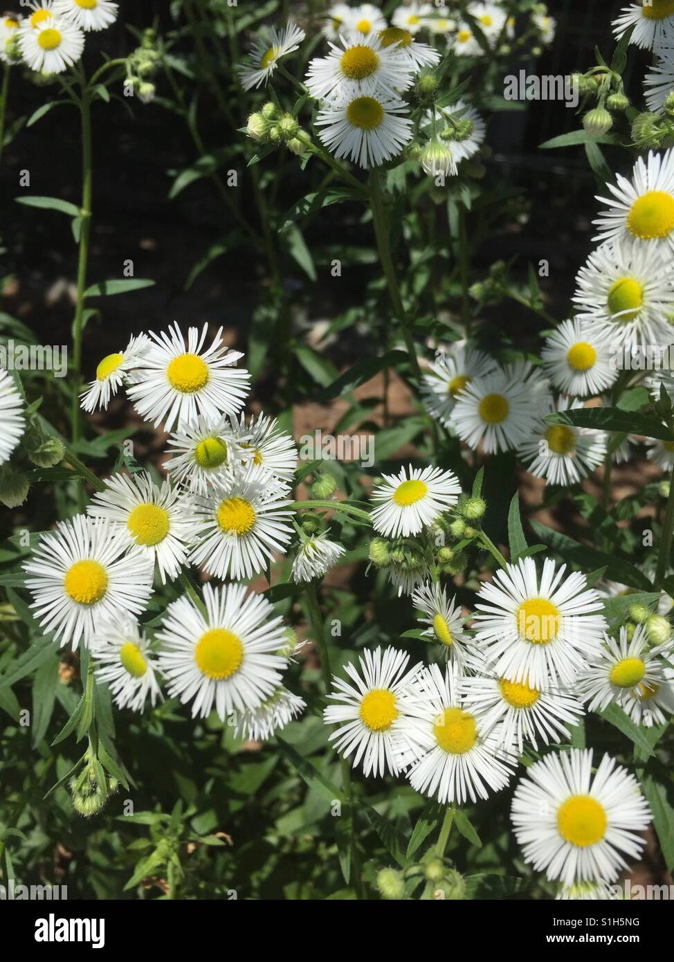 Daisy Fleabane Blooming Outsides Stock Photo - Alamy