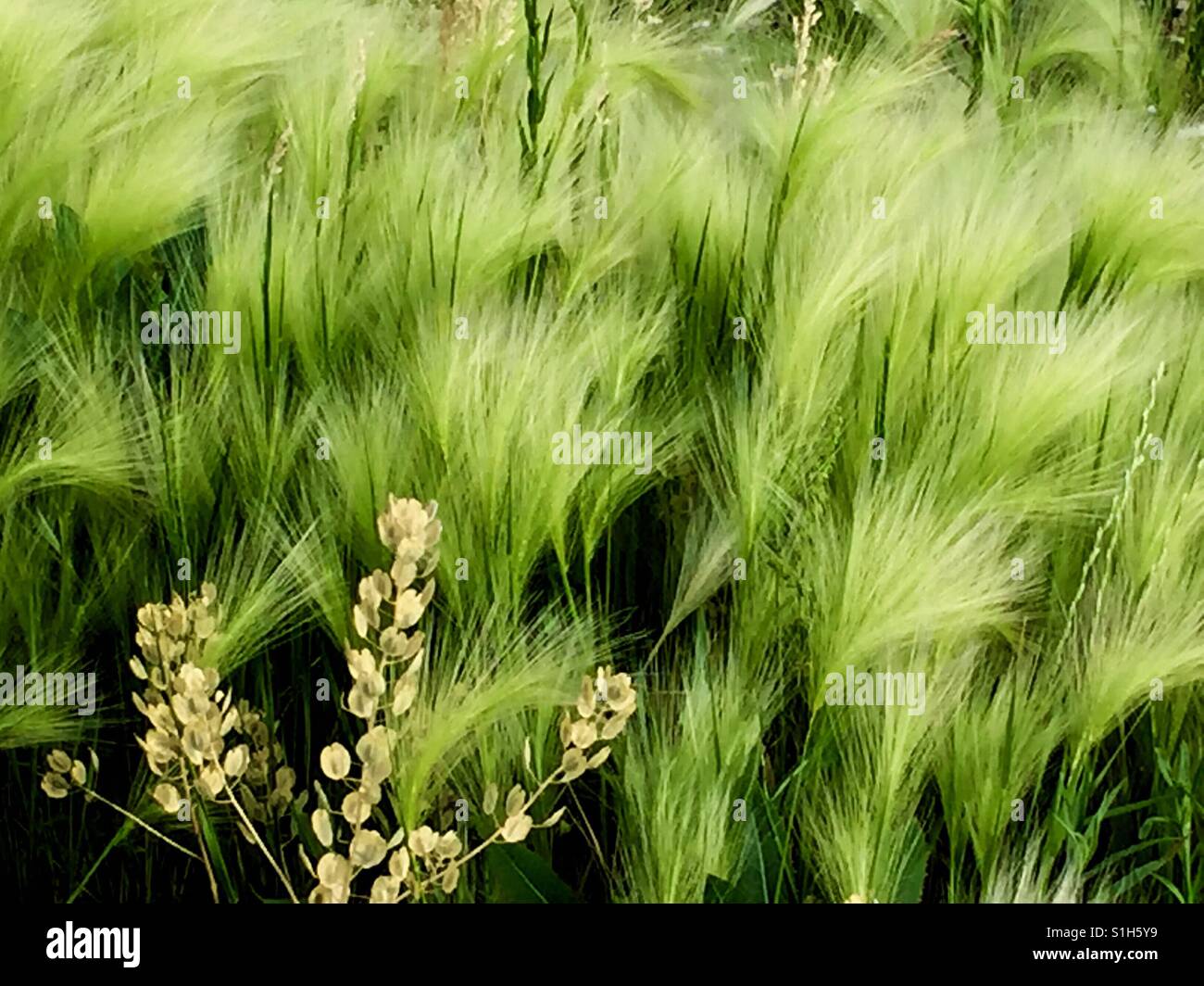 Prairie grass hi-res stock photography and images - Alamy