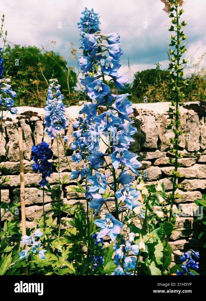 Blue flower plants hi-res stock photography and images - Alamy