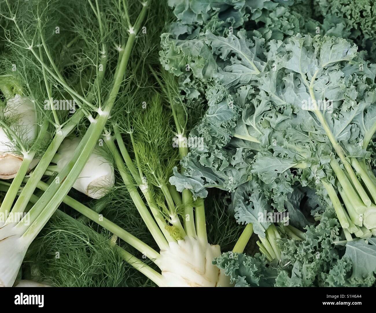 Bitter Fennel High Resolution Stock Photography and Images - Alamy