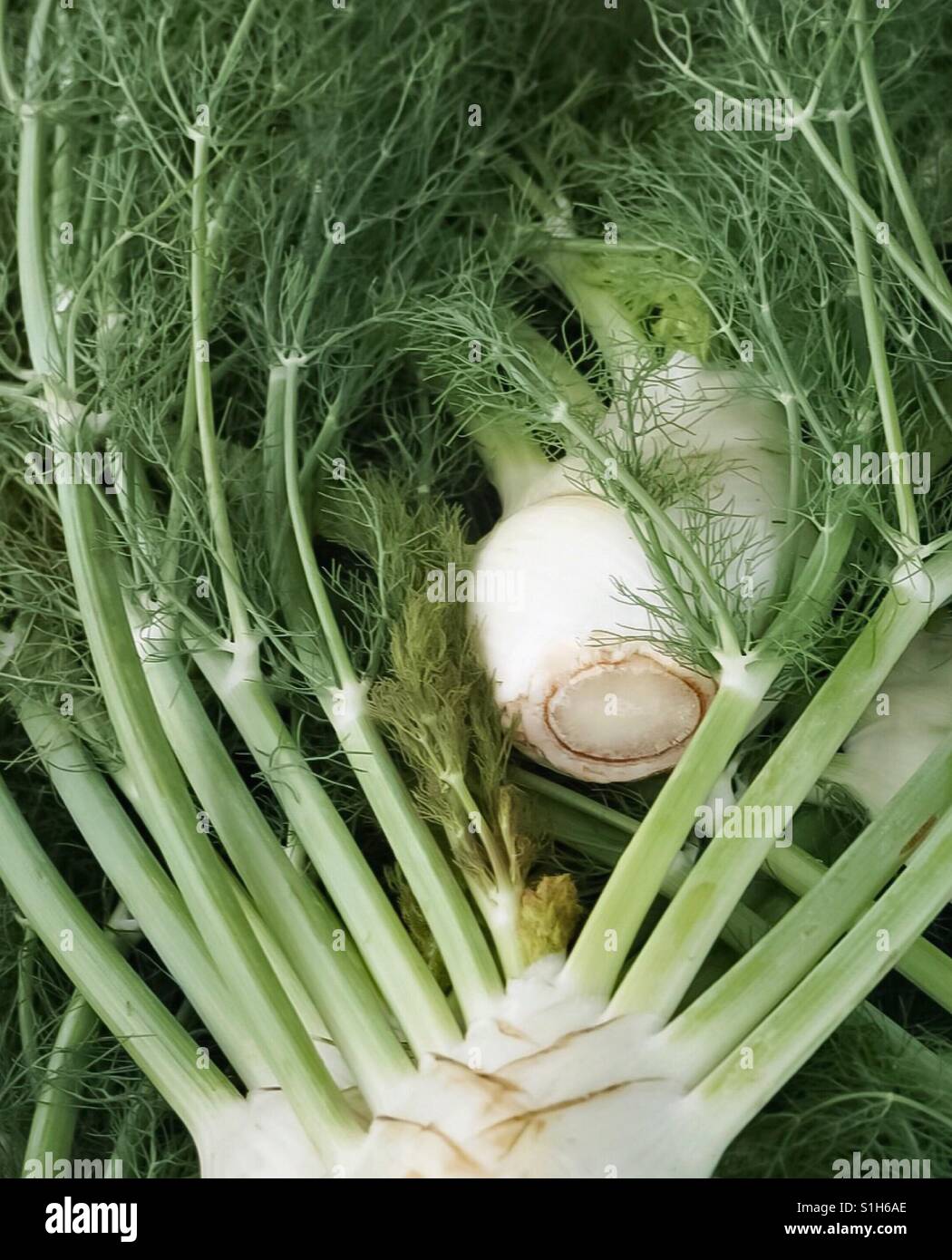 Bitter Fennel High Resolution Stock Photography and Images - Alamy