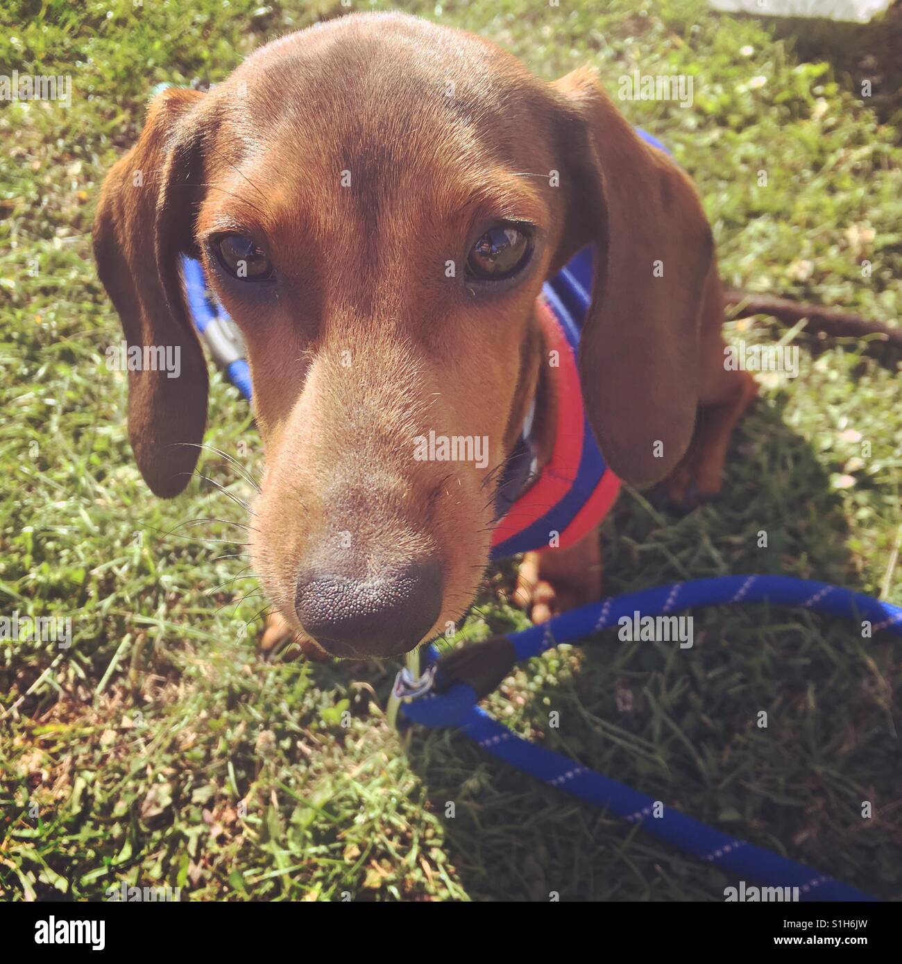 Puppy dog eyes Stock Photo - Alamy