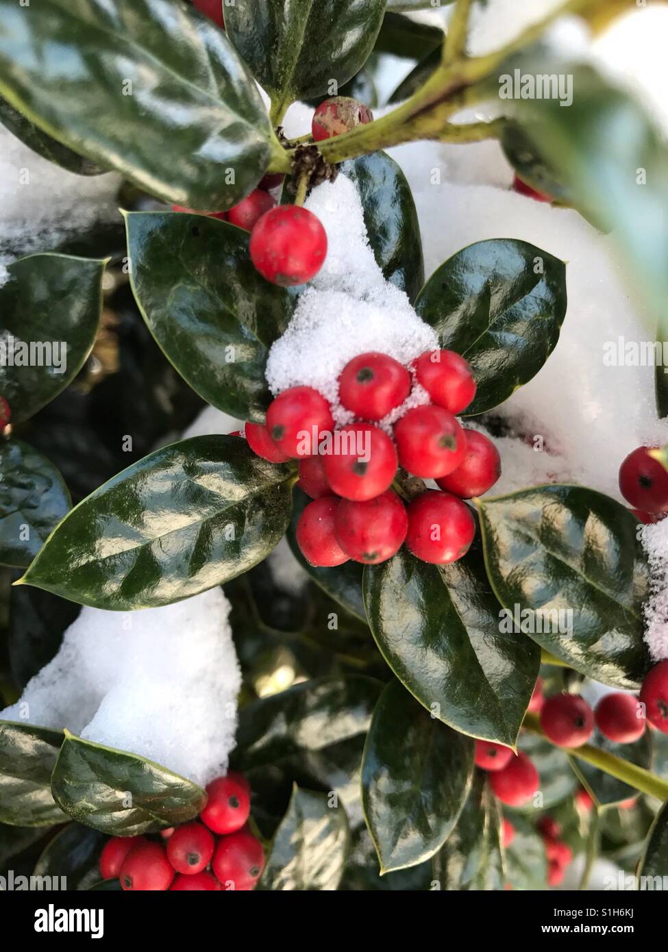 Winter berries hi-res stock photography and images - Alamy