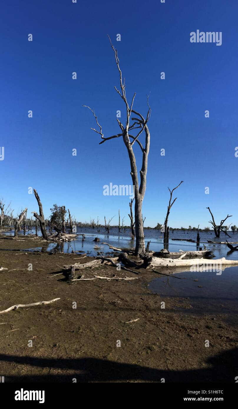 Dead trees marsh hi-res stock photography and images - Alamy