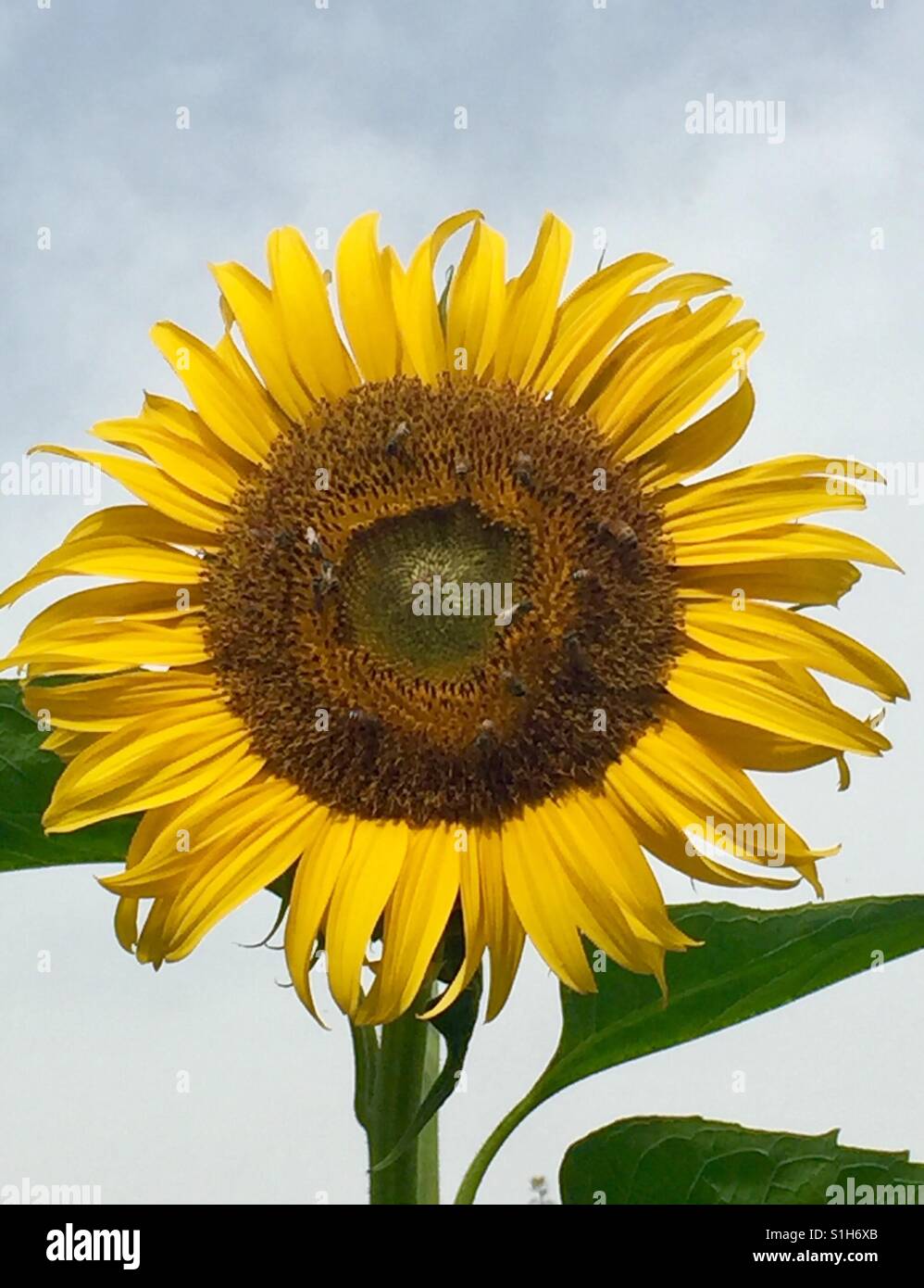 Sunflowers and bees hi-res stock photography and images - Alamy