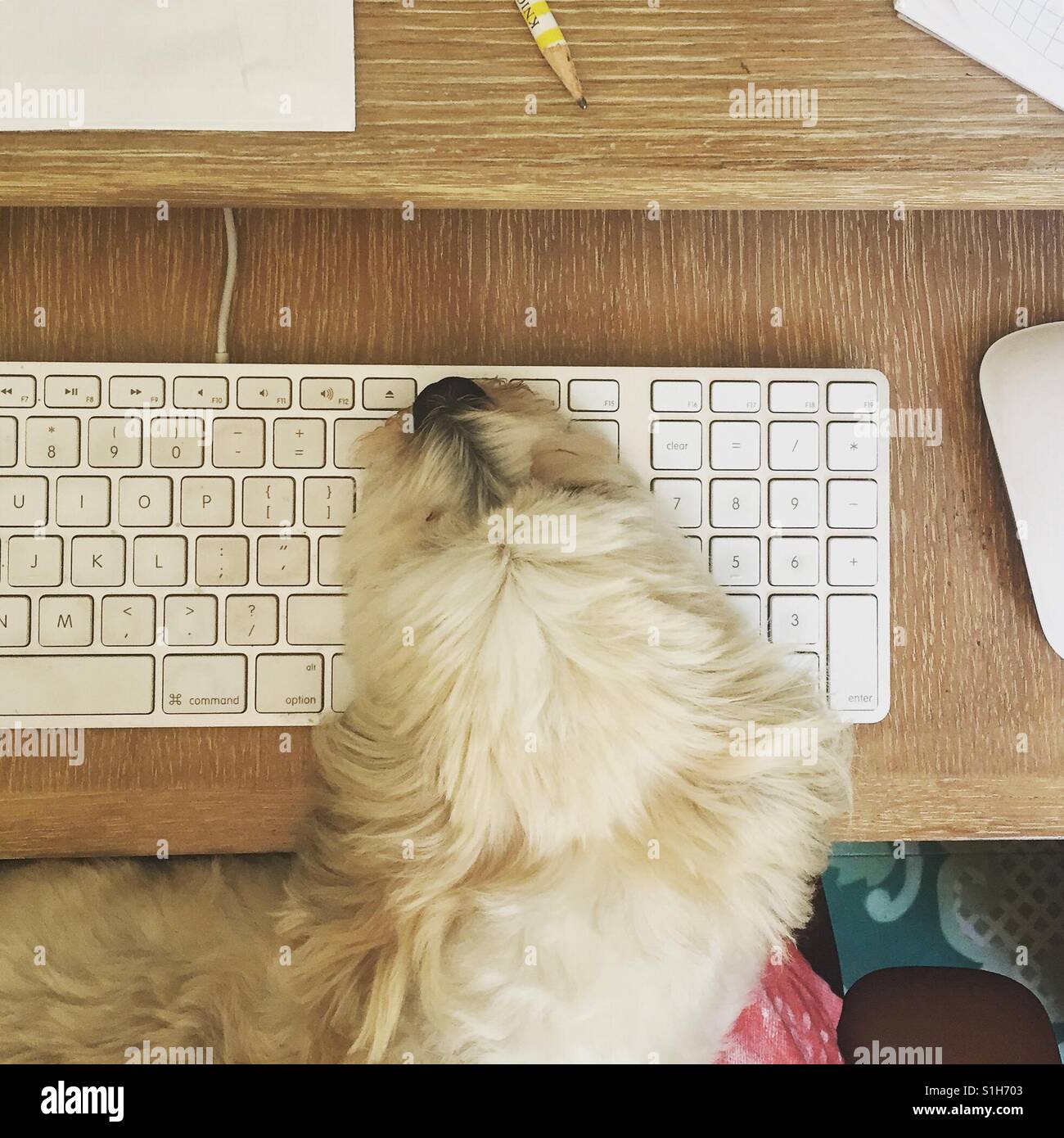 Dog typing hi-res stock photography and images - Alamy