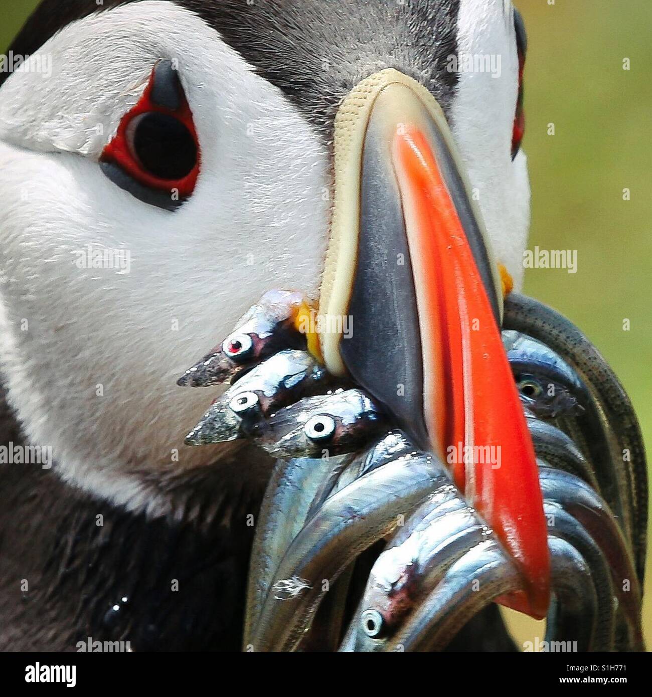 Puffin with food hi-res stock photography and images - Alamy
