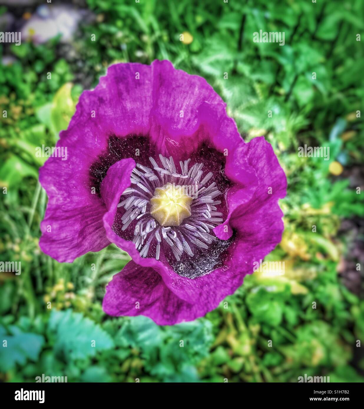 Purple poppy viewed from above Stock Photo - Alamy