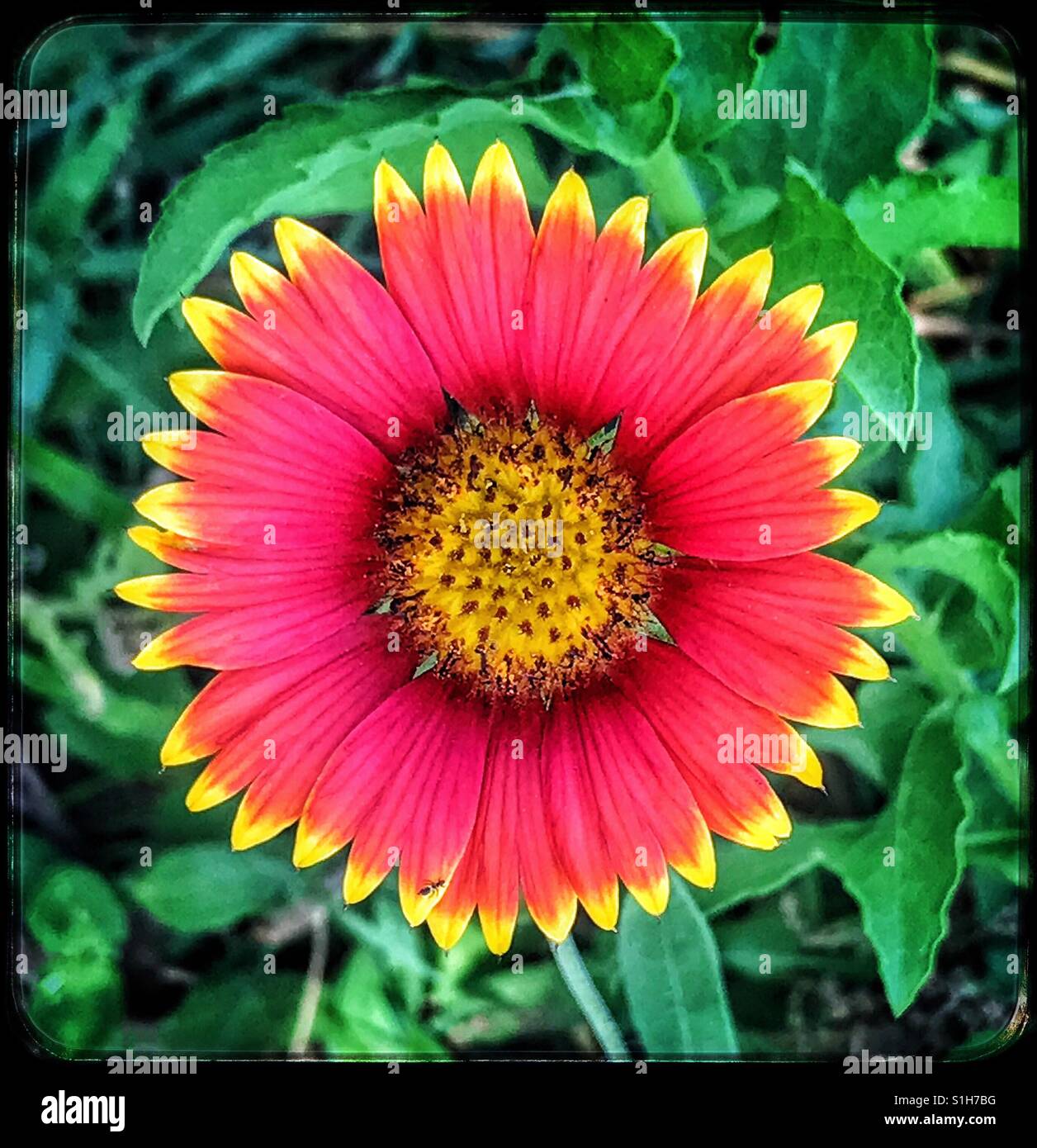Summer bursts forth: Firewheel flower in full bloom, Gaillardia ...