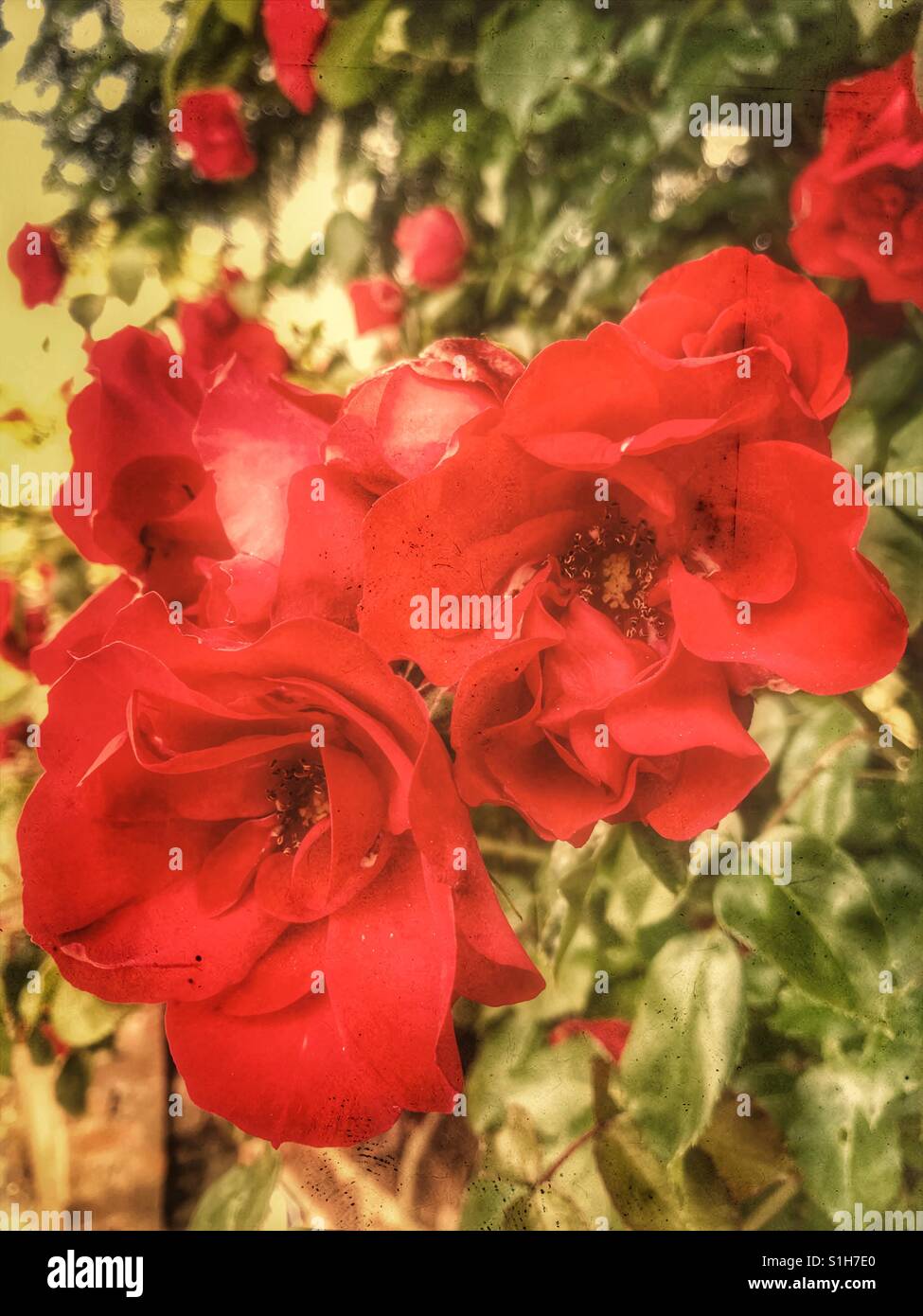 Ree roses hi-res stock photography and images - Alamy