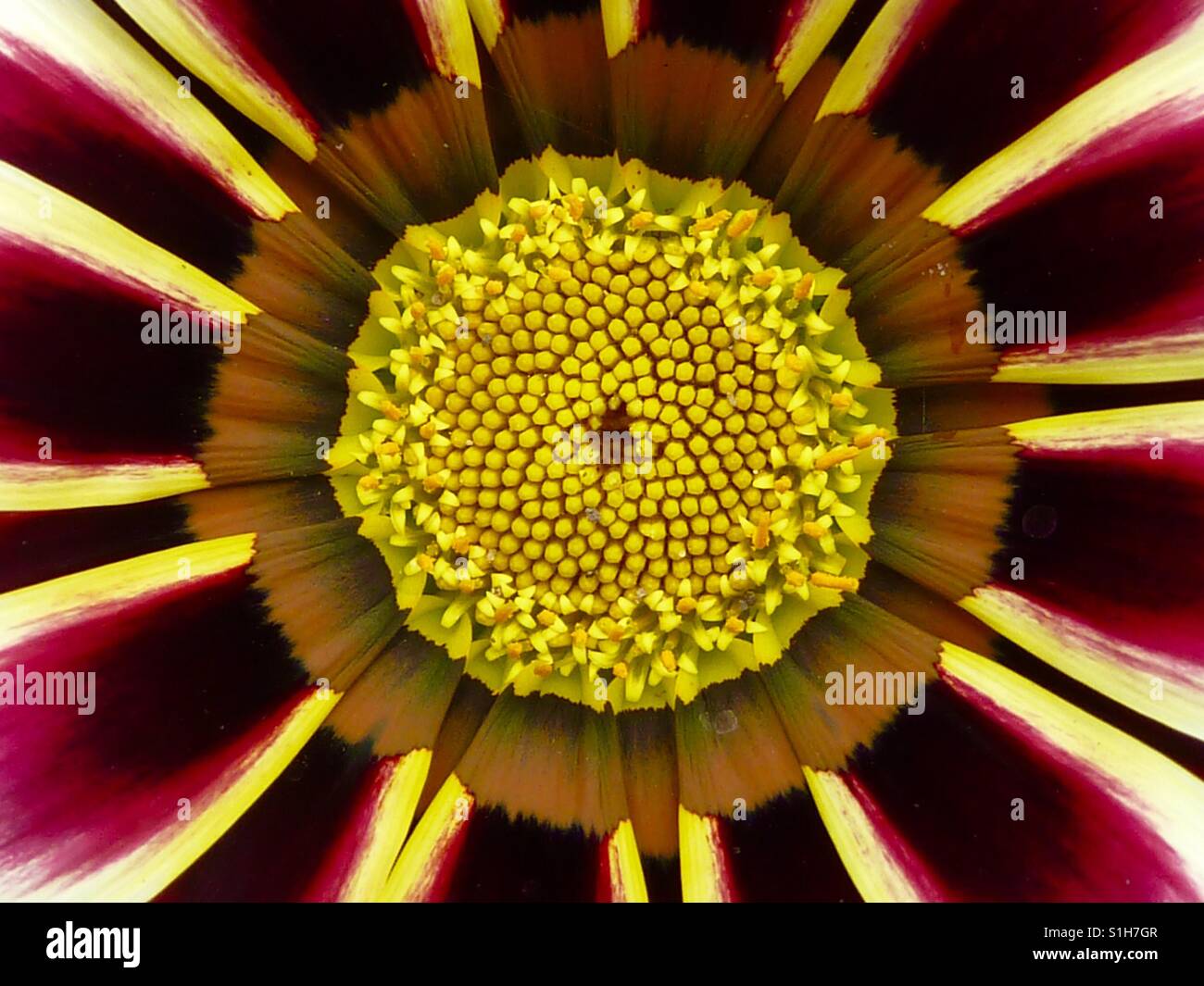 Macro photography flower Stock Photo - Alamy
